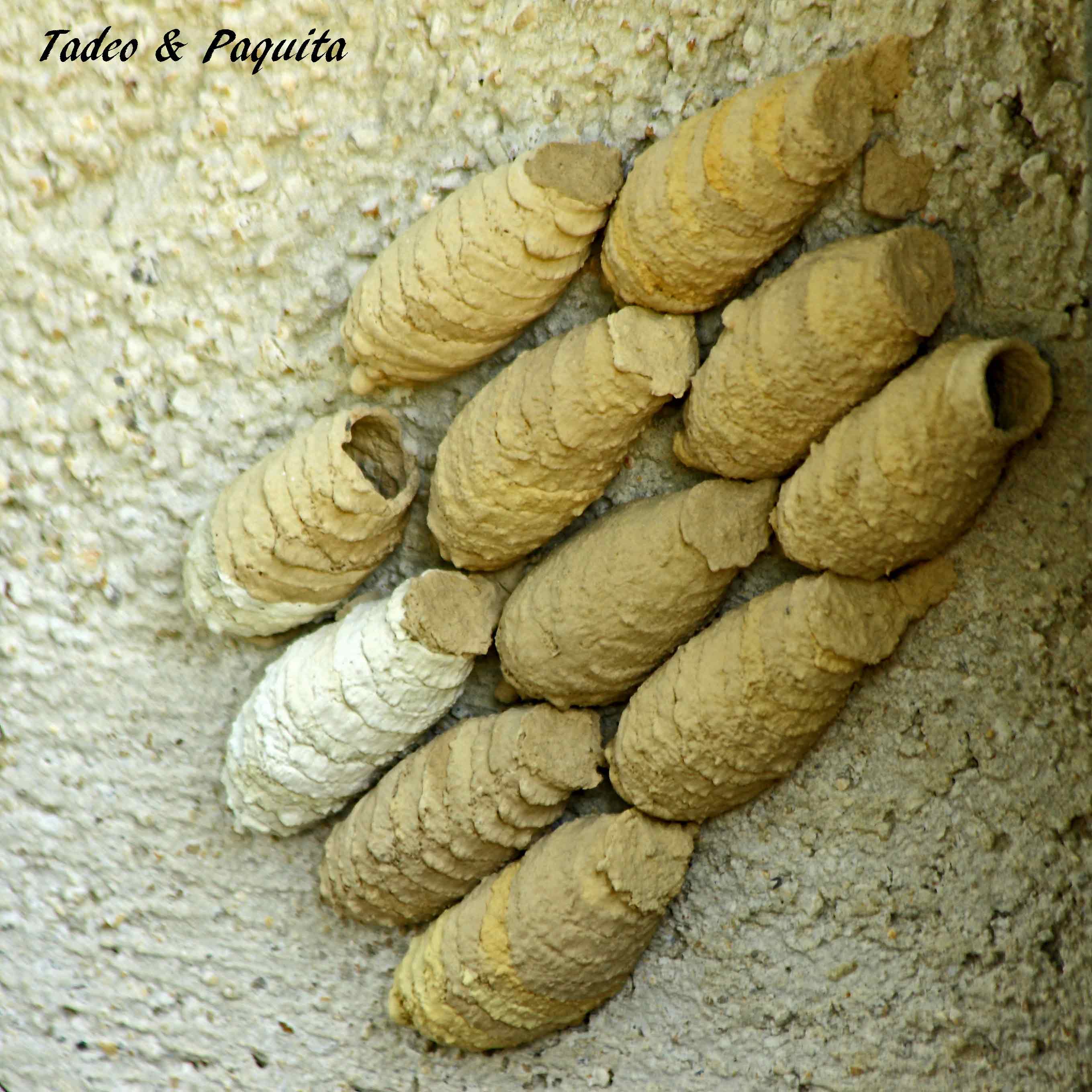 Insectos | Ecosistema de la Rambla Celumbres