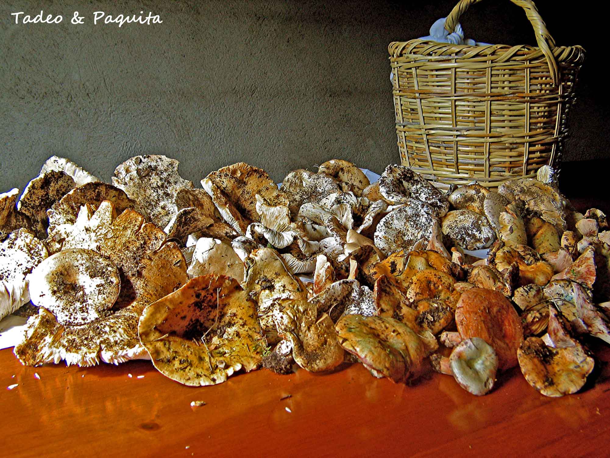 Microorganismos | Ecosistema de la Rambla Celumbres